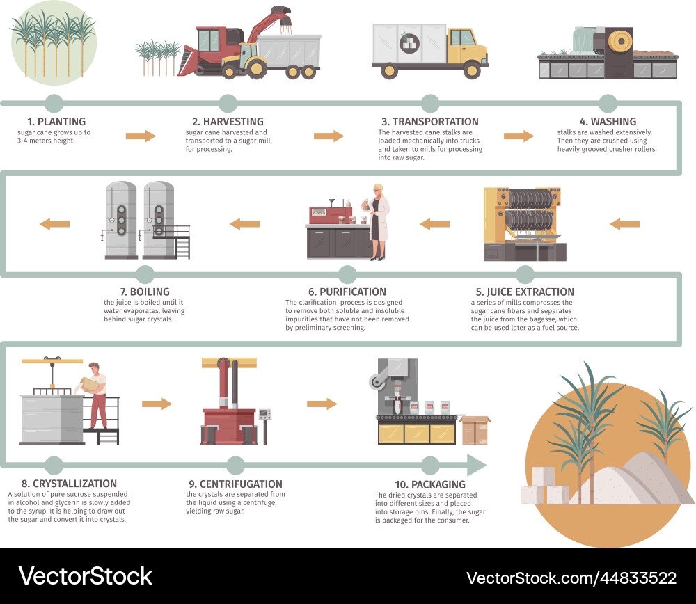Sugar production infographics Royalty Free Vector Image