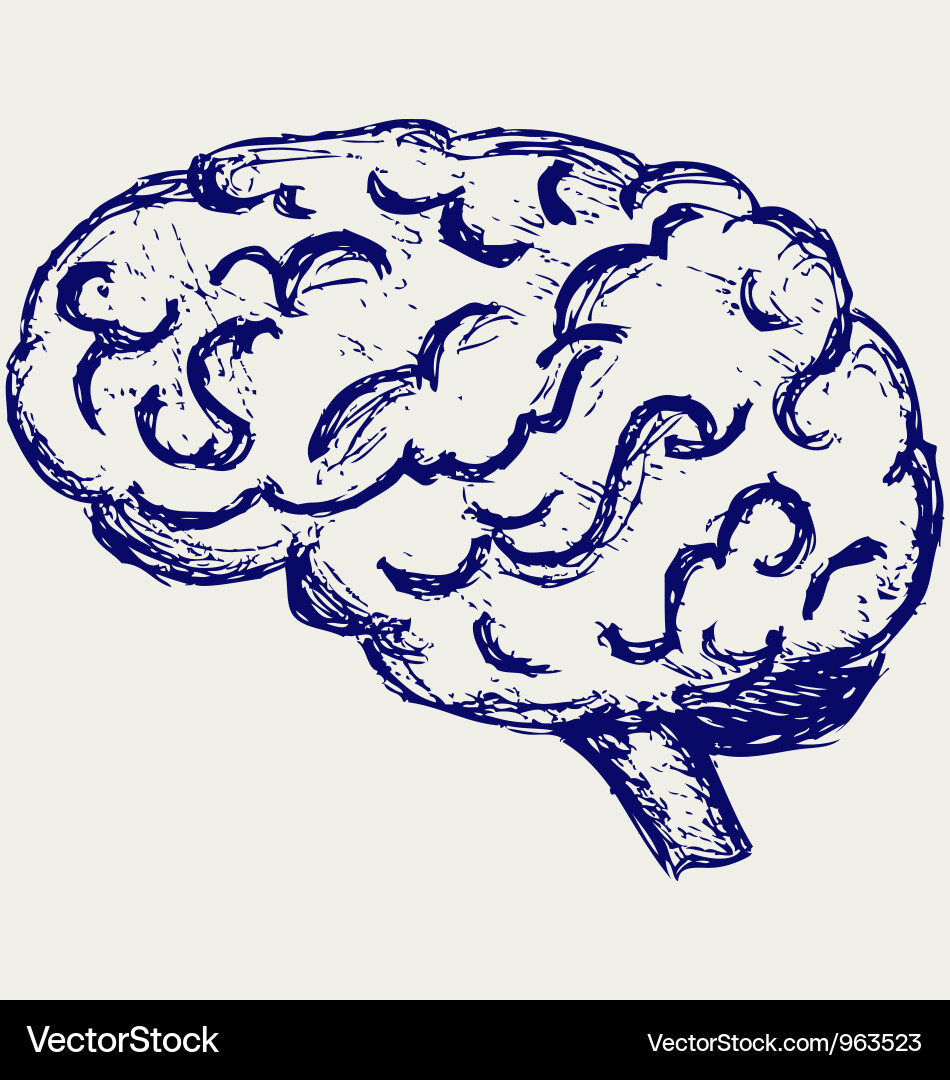 Human brain Royalty Free Vector Image - VectorStock
