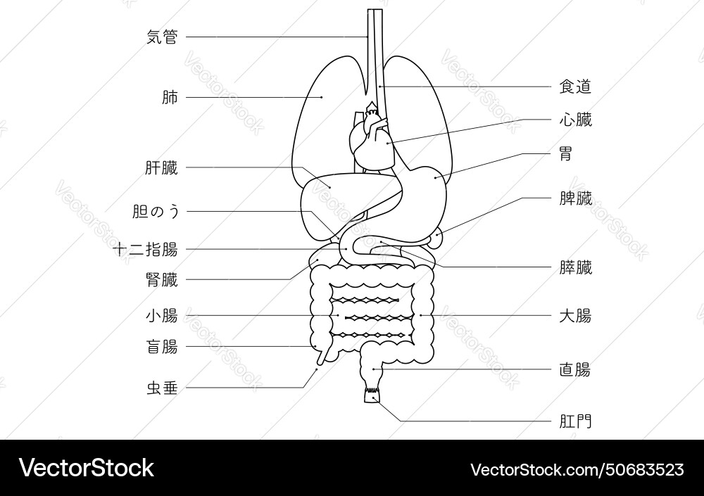 Structural drawing of the human body internal Vector Image
