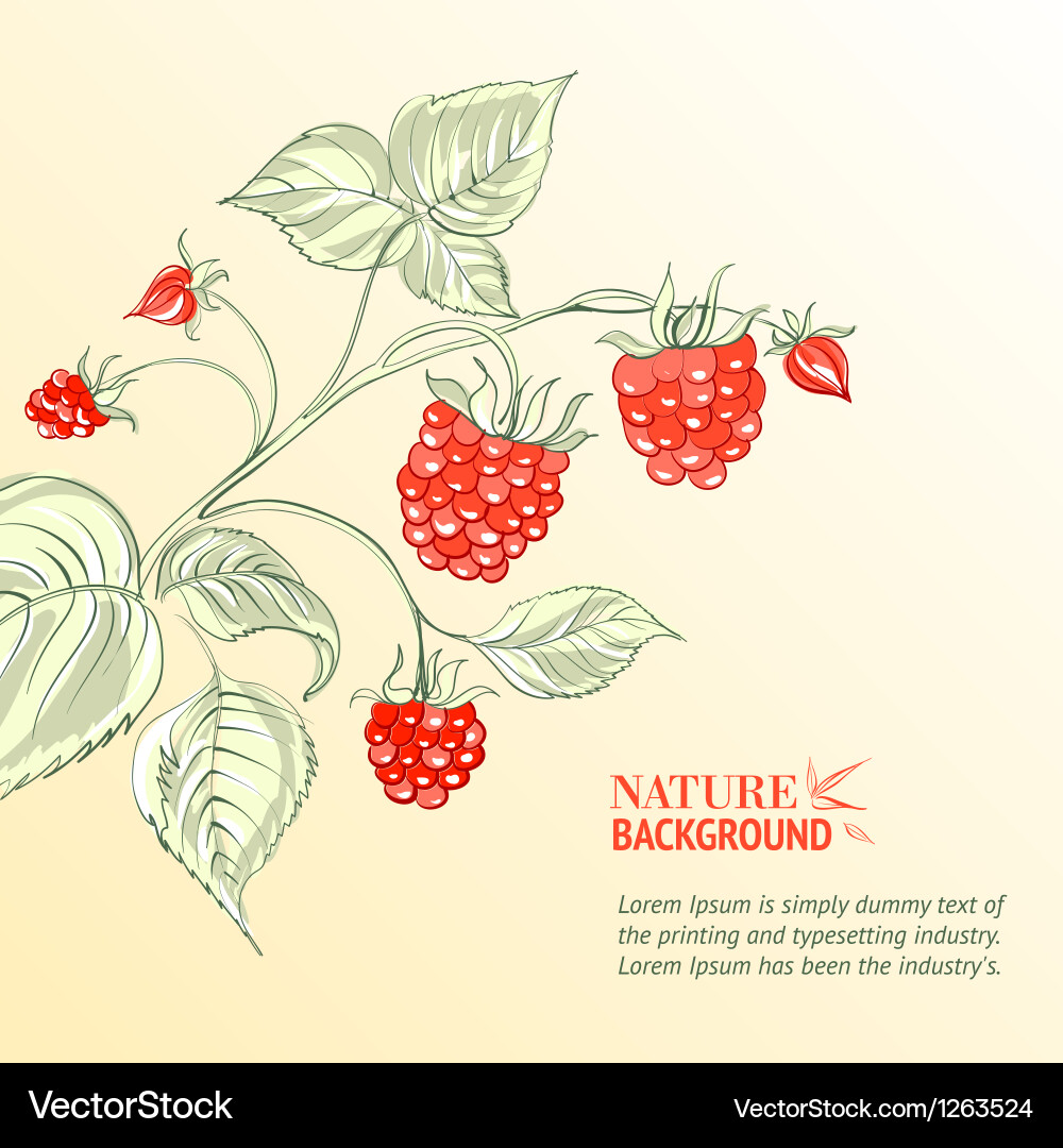 Raspberry watercolor Royalty Free Vector Image