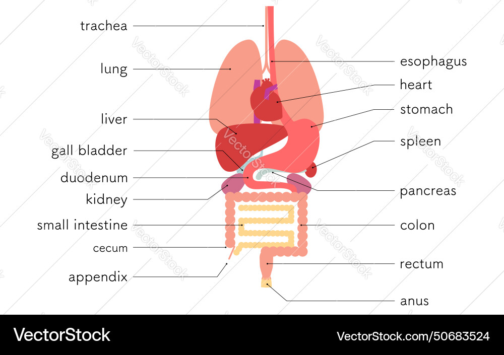Structure of the human body internal organs Vector Image