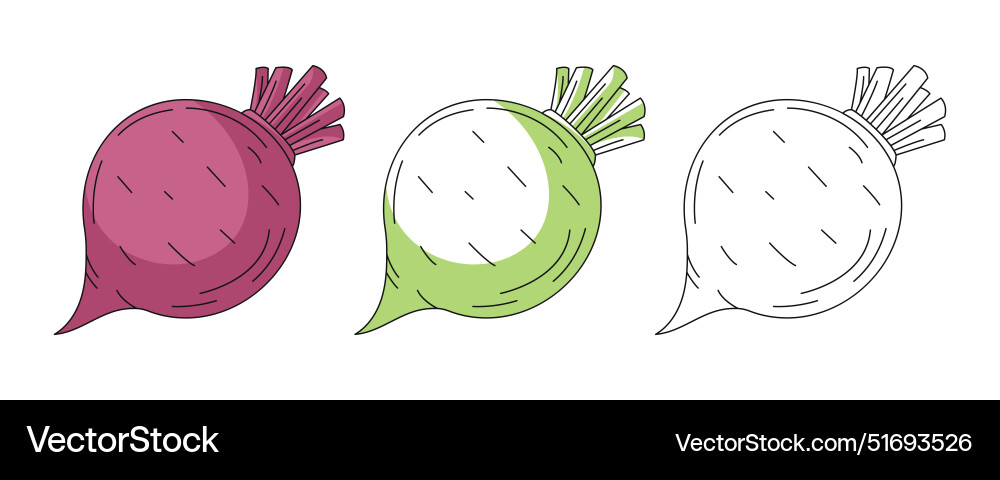 Beet or beetroot colorful and line icons set Vector Image