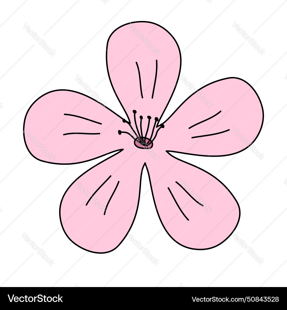 Blossom cherry or sakura pink flower top view Vector Image