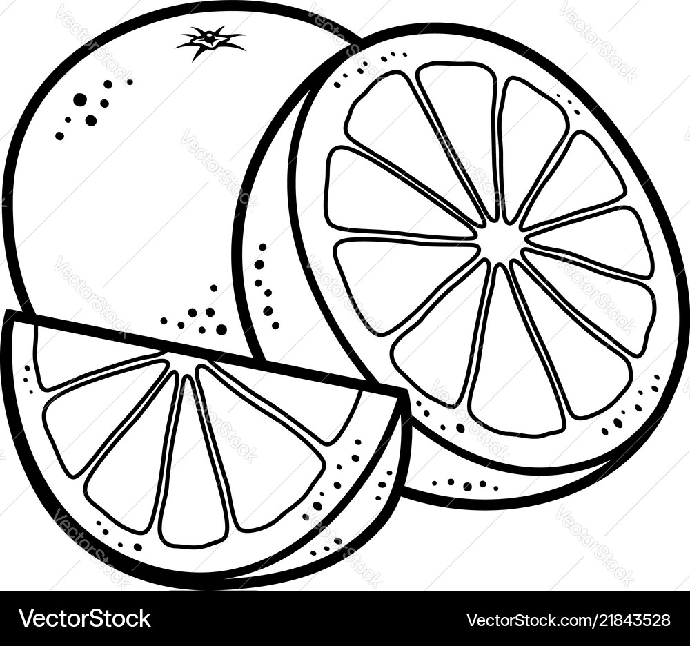 Colorful Orange Fruit Slices Royalty Free Vector Image