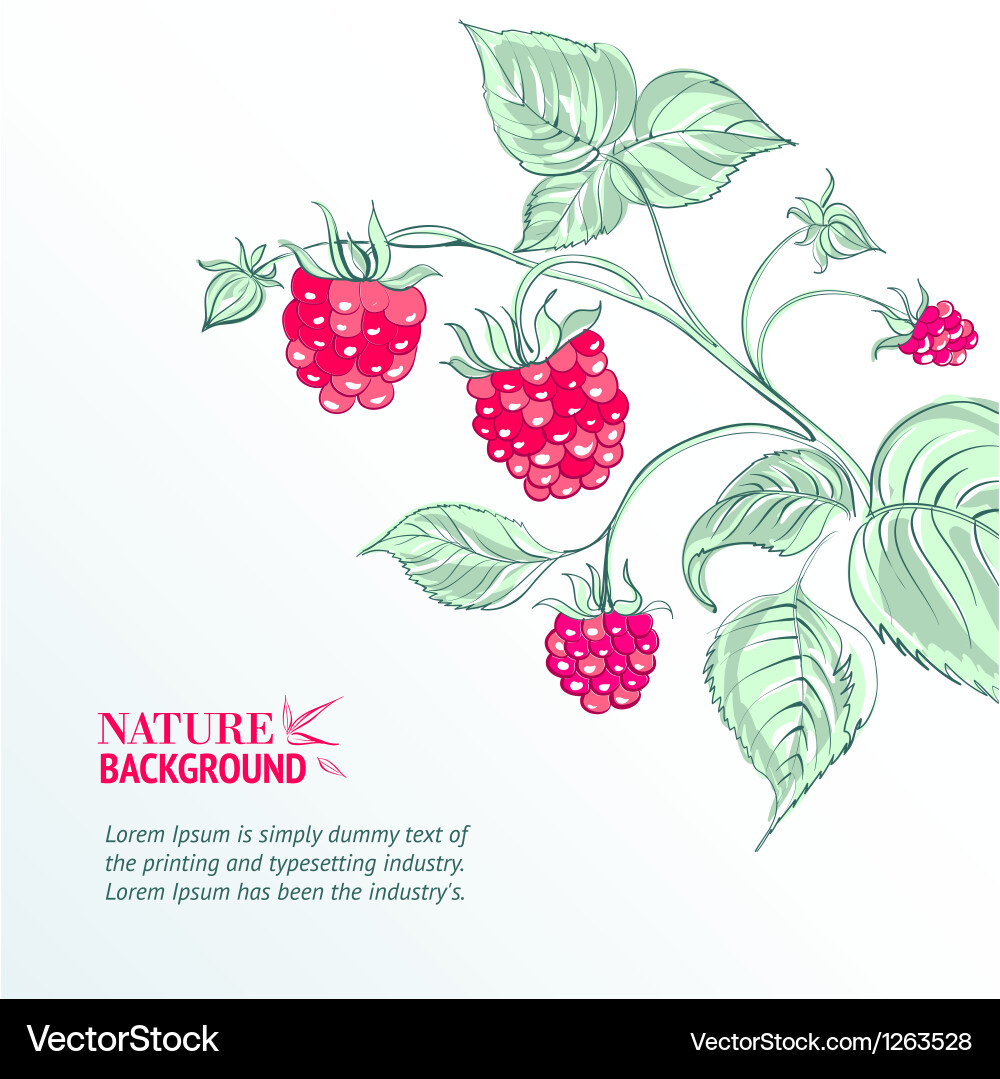 Ripe Raspberry Watercolor Royalty Free Vector Image