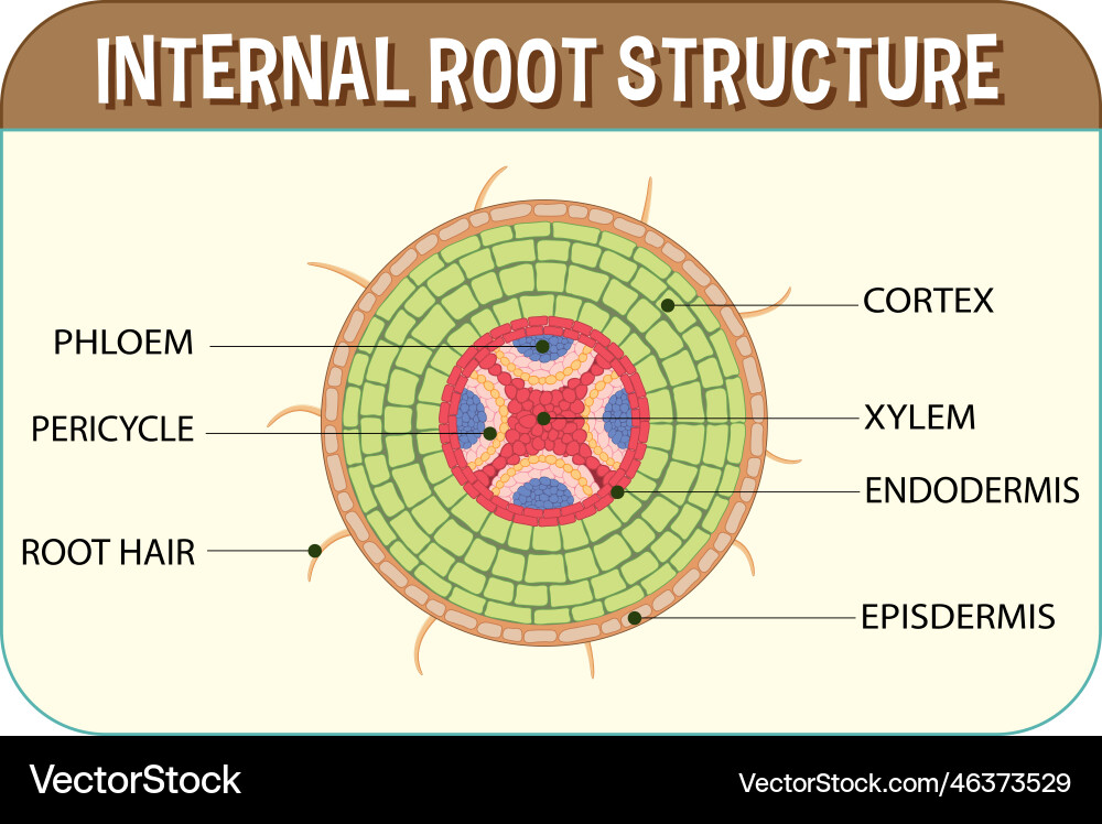 Internal structure of root diagram Royalty Free Vector Image