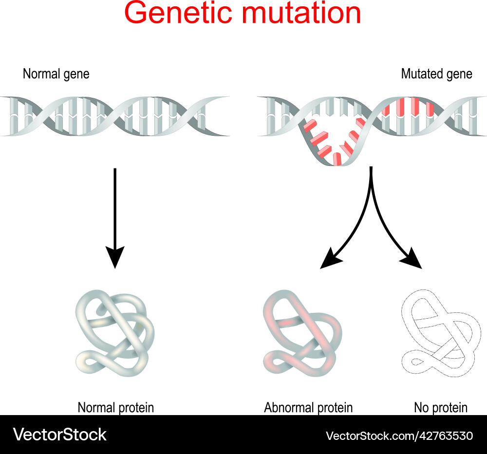 Genetic mutation normal gene and mutated dna Vector Image