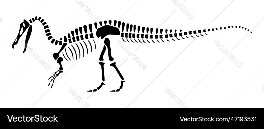 Suchomimus skeleton silhouette dinosaurs side Vector Image