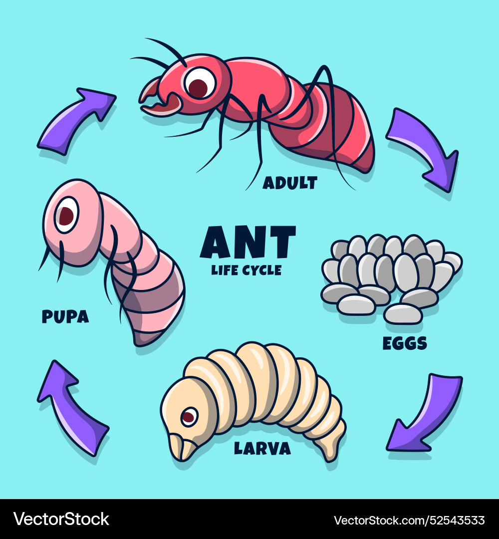 Ant life cycle with colored hand drawn doodle Vector Image
