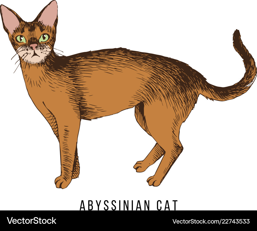 Hand drawn abyssinian cat Royalty Free Vector Image