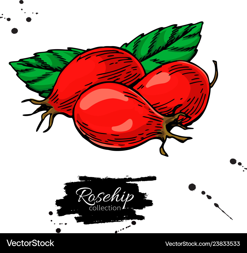 Rosehip drawing isolated berry sketch Royalty Free Vector