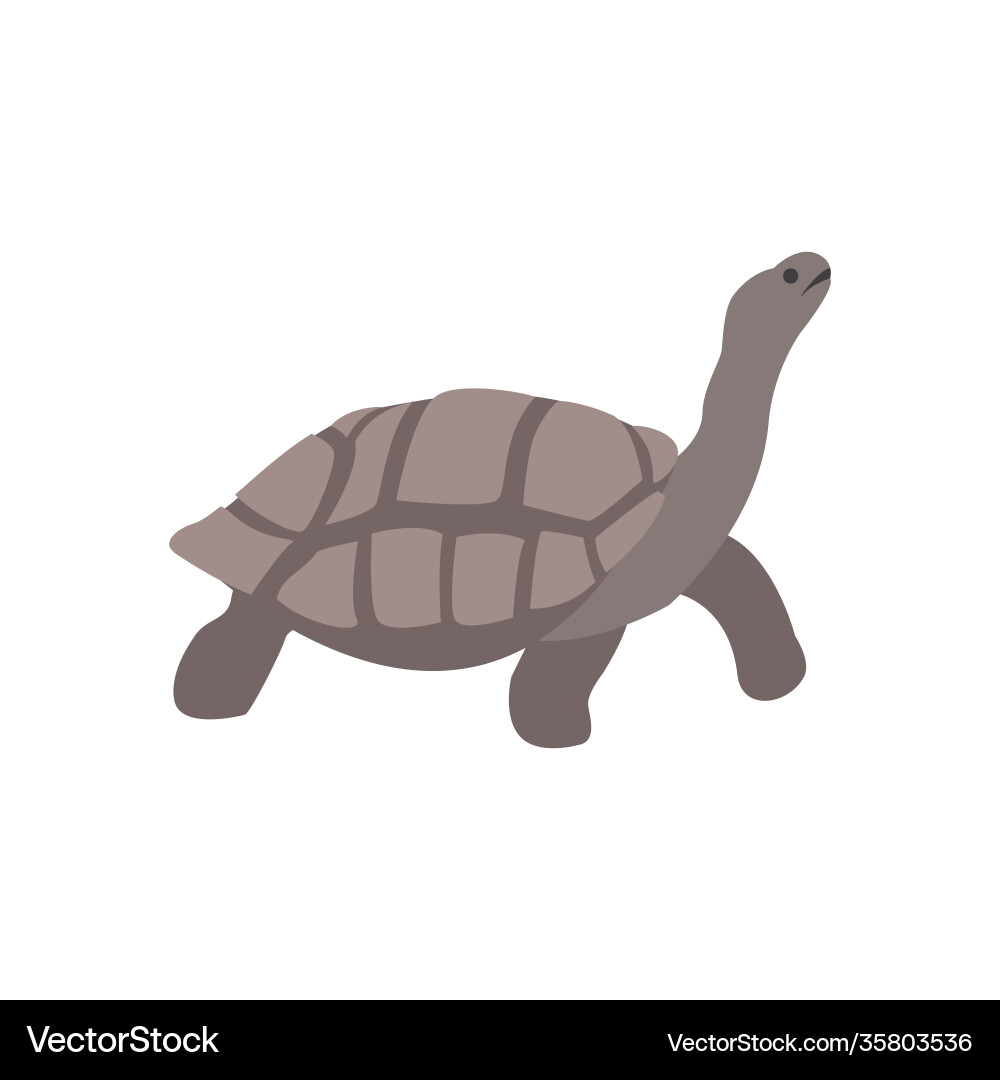 Galapagos giant tortoise Royalty Free Vector Image