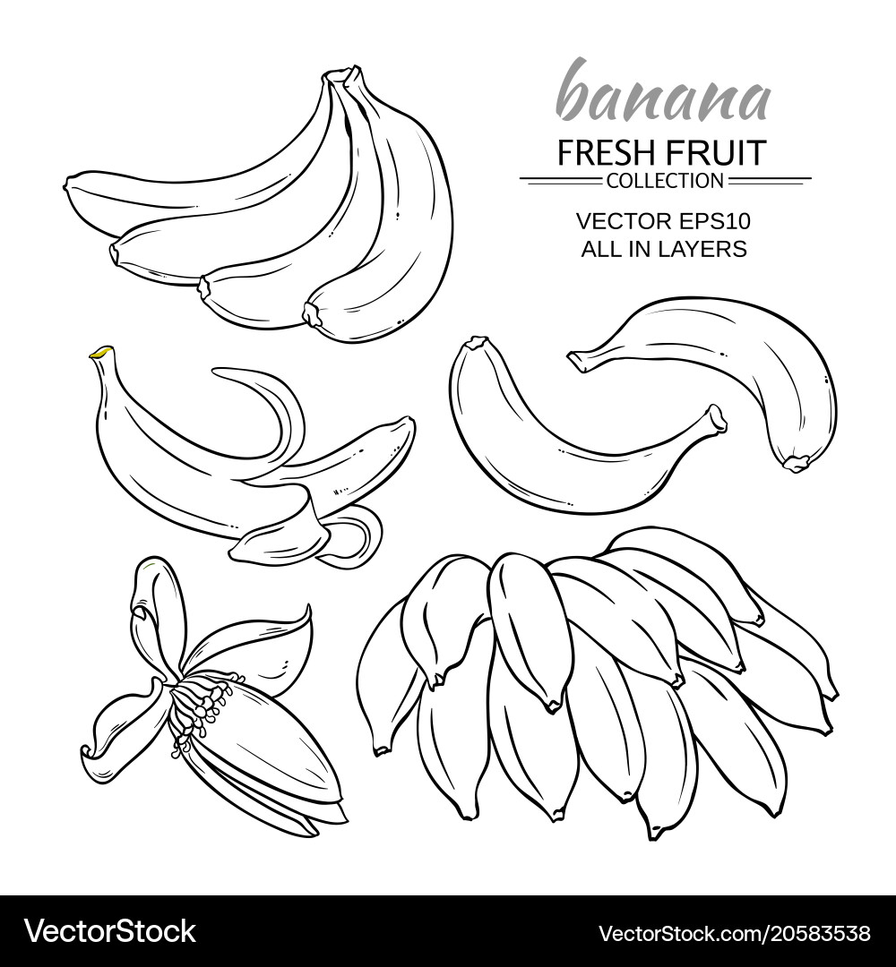 Banana fruits set Royalty Free Vector Image - VectorStock