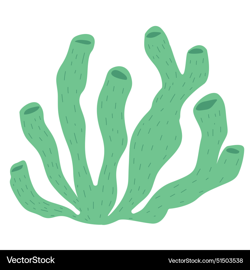 Seaweed Royalty Free Vector Image - VectorStock