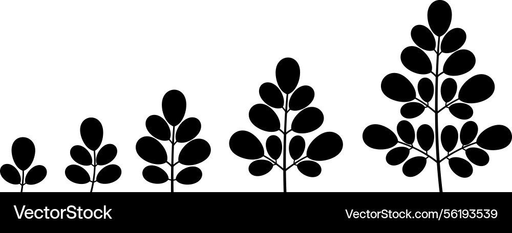 Moringa Royalty Free Vector Image - VectorStock
