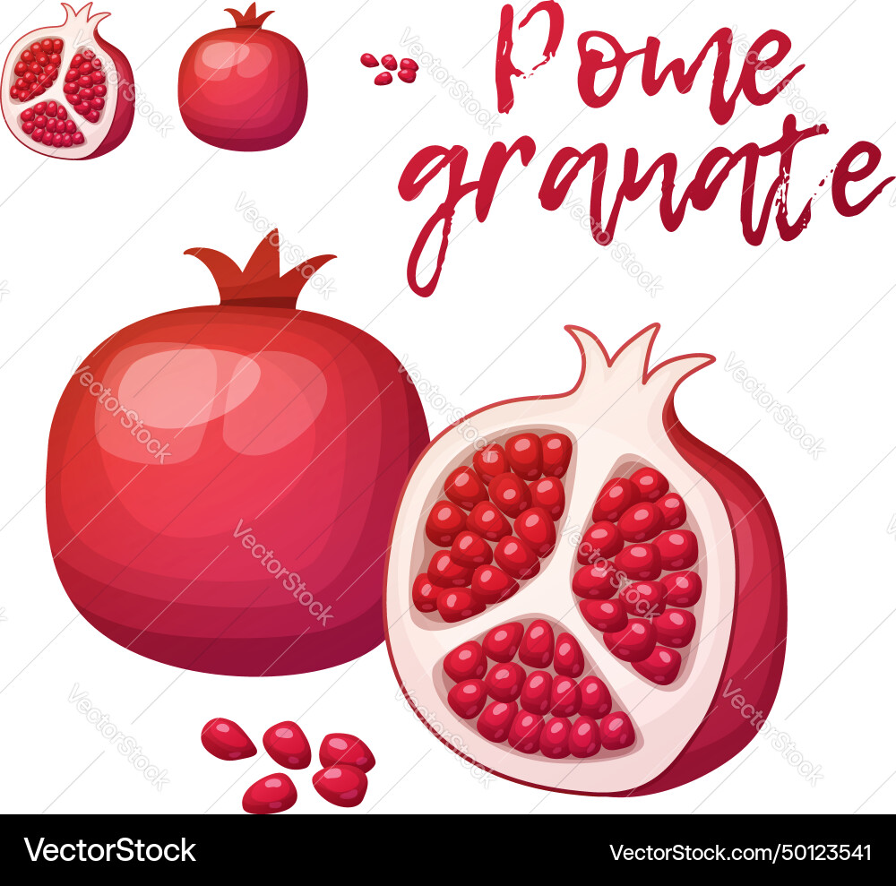 Cartoon pomeranate pomeganate Royalty Free Vector Image