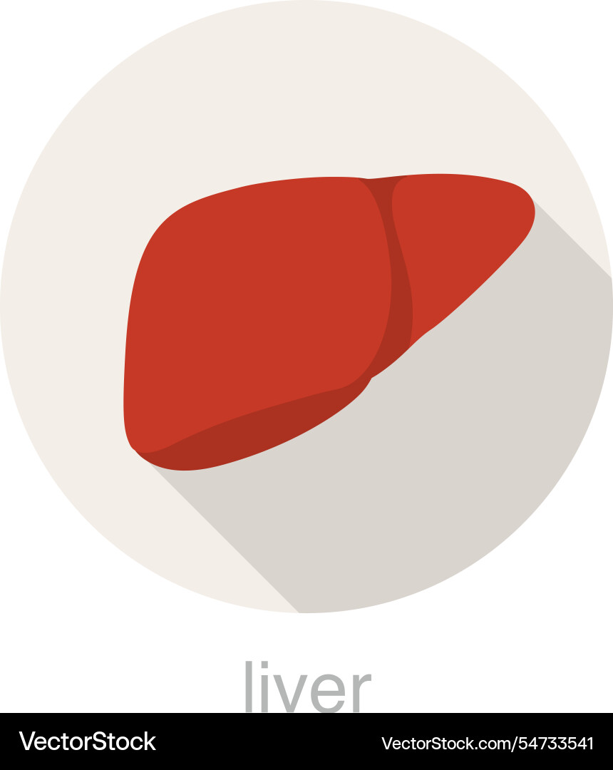 Human organ liver flat design icon Royalty Free Vector Image