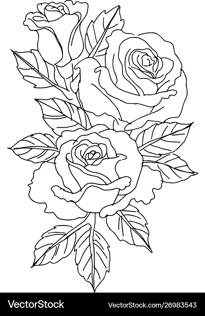 Black and White Rose Drawing Royalty Free Vector Image