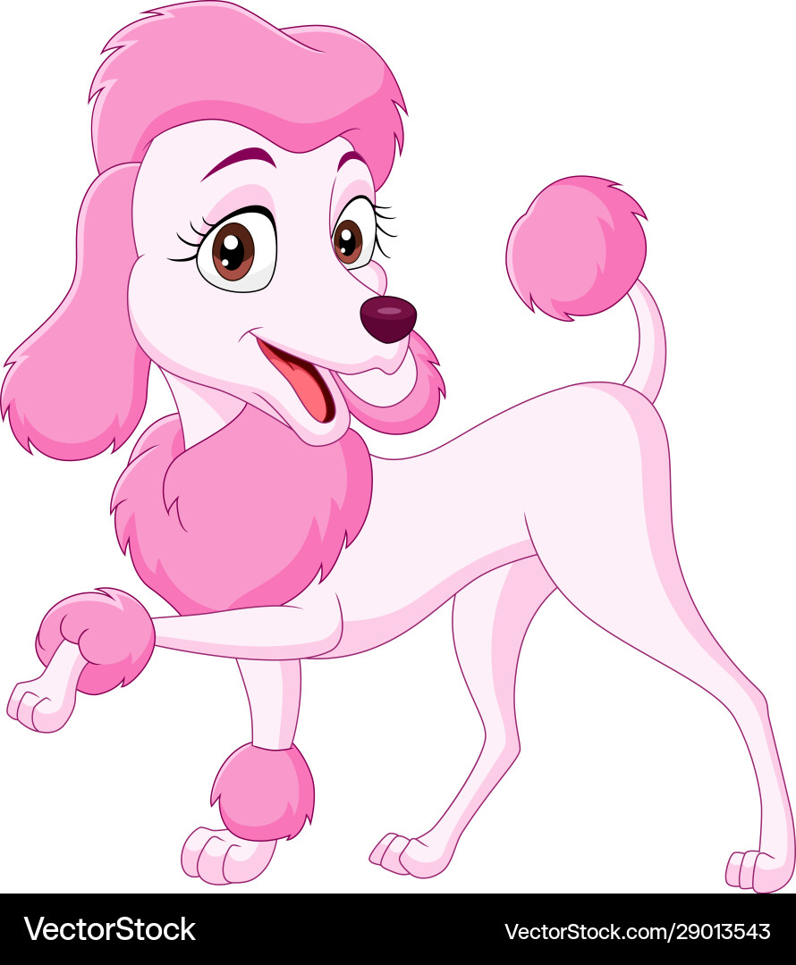 Cartoon happy pink poodle isolated Royalty Free Vector Image