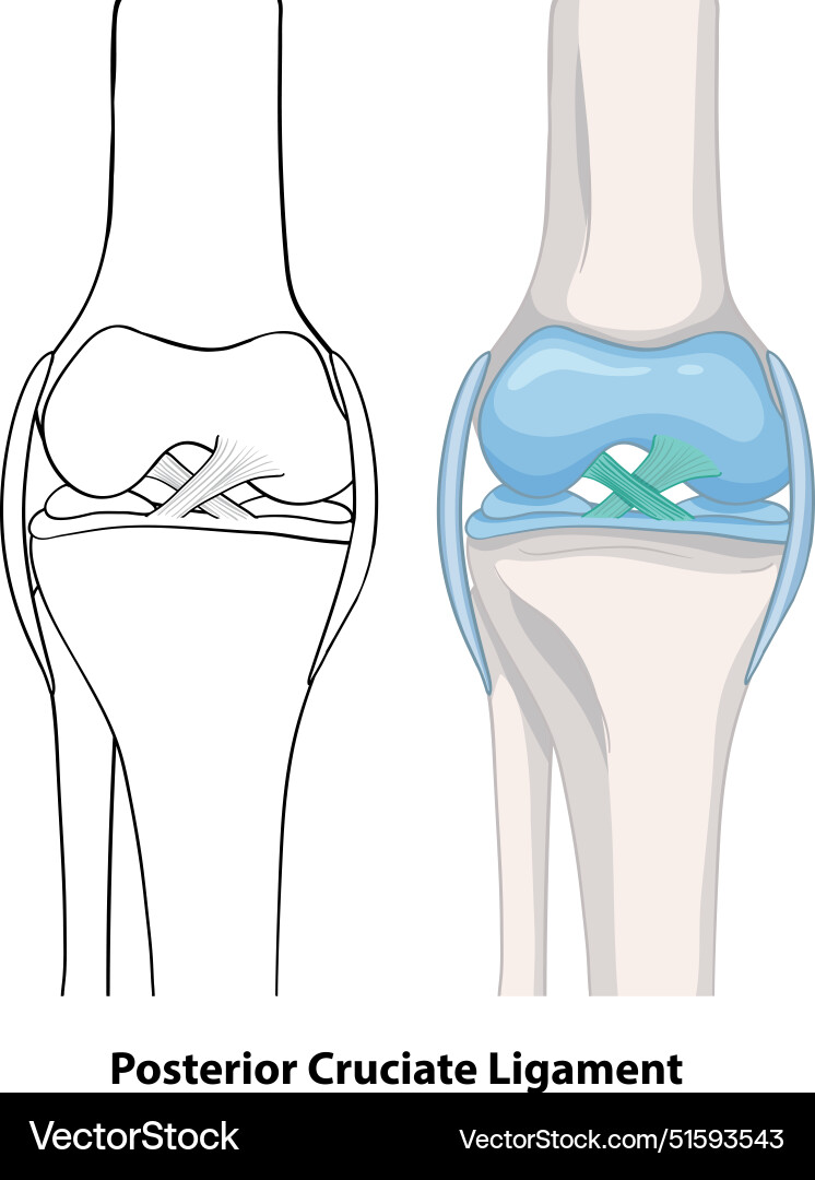 Detailed of knee ligament structure Royalty Free Vector
