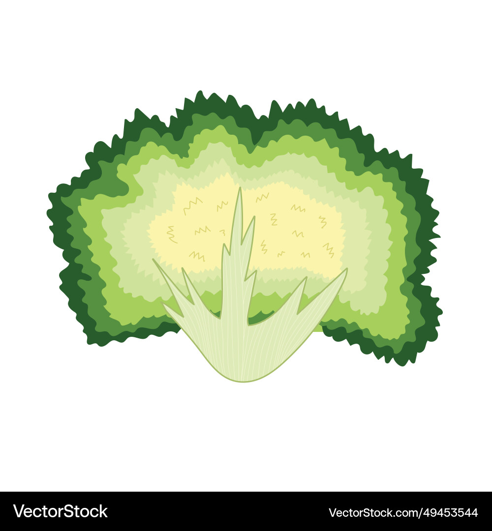 Chicory vegetable in cartoon style Royalty Free Vector Image