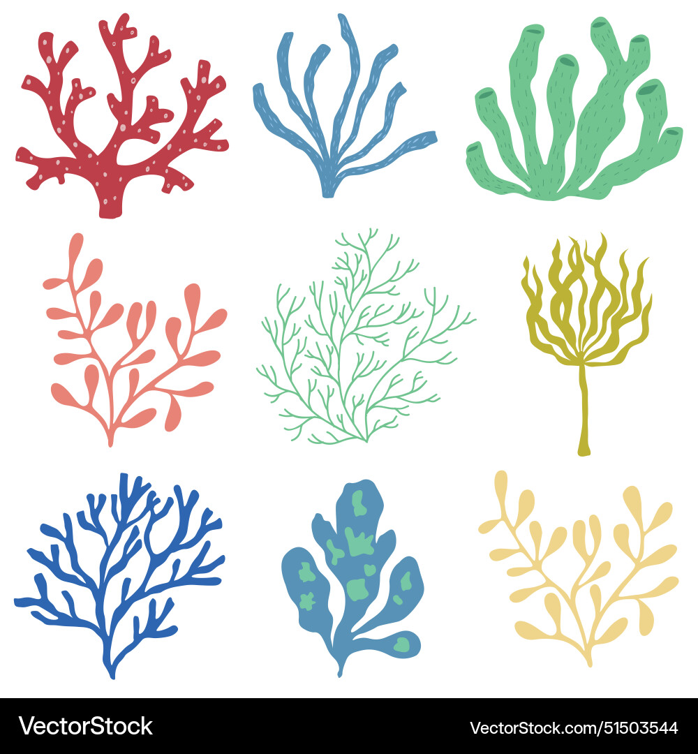 Seaweed Royalty Free Vector Image - VectorStock
