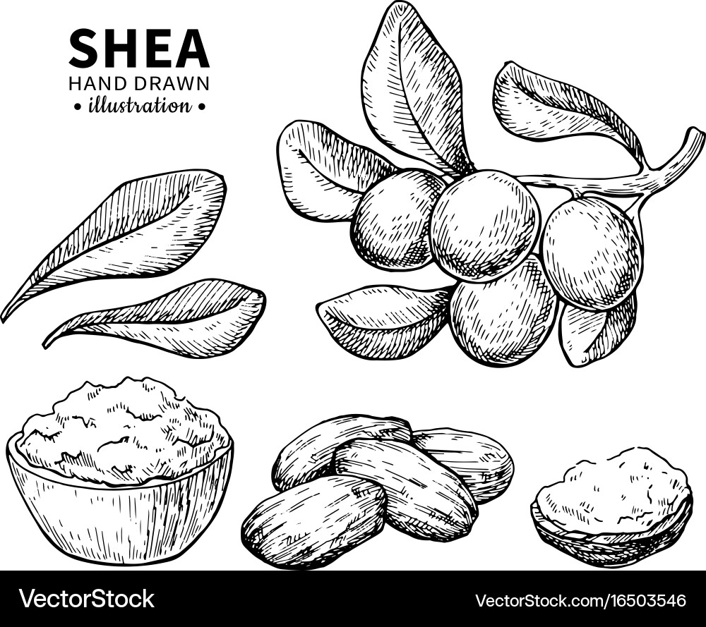Shea butter drawing isolated vintage Royalty Free Vector