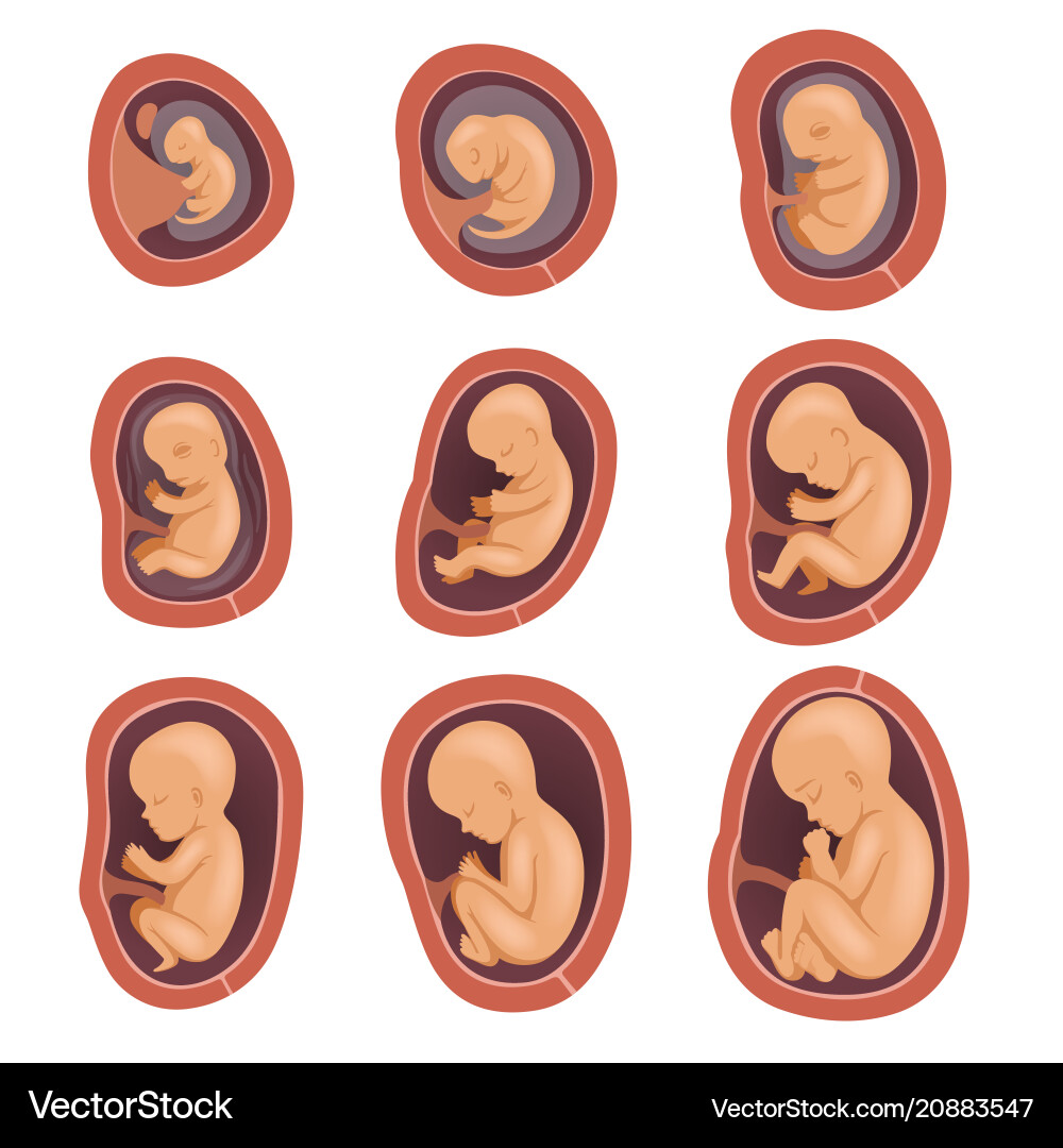Birth Infographics Pregnancy Stages Vector Images (over 240)