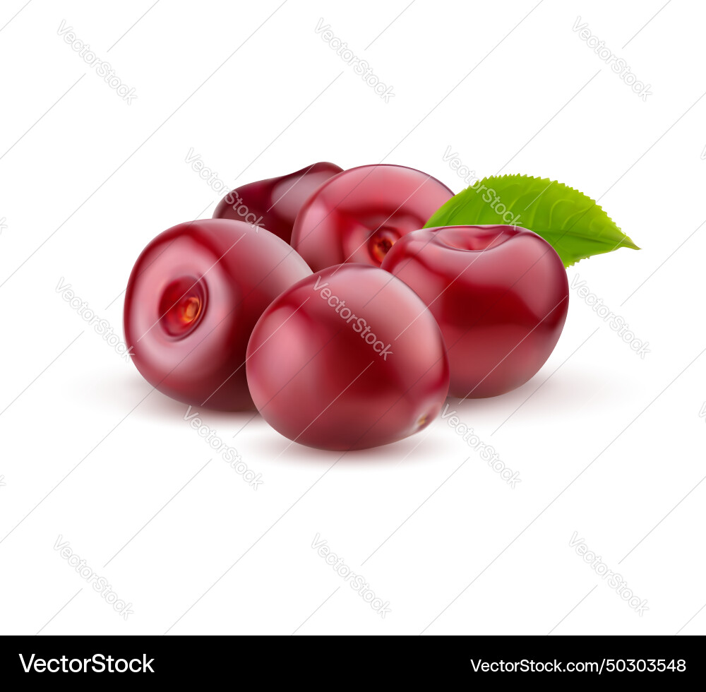 Realistic ripe cherry raw red berry bunch Vector Image