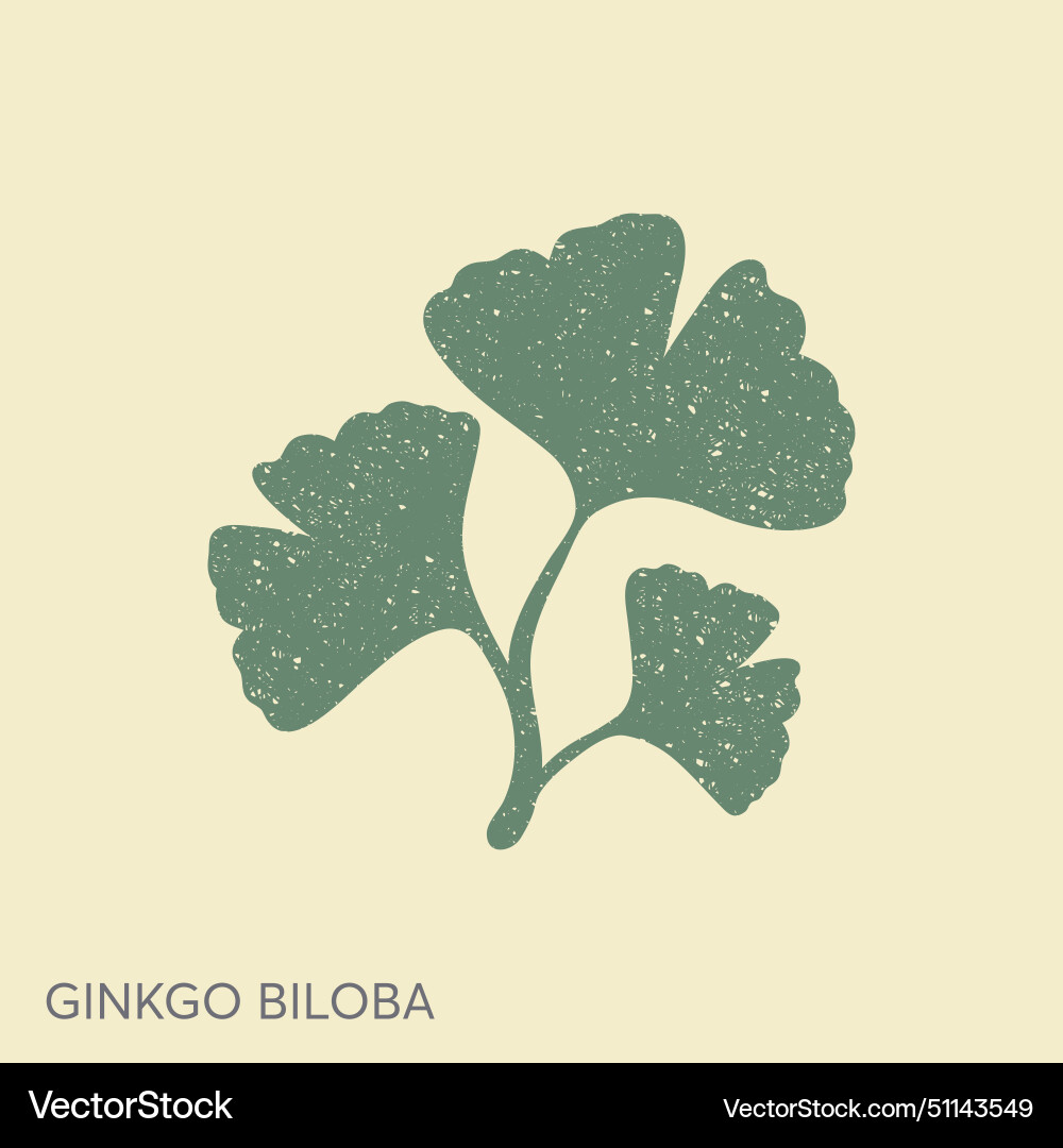 Cartoon flat ginkgo biloba leaves Royalty Free Vector Image