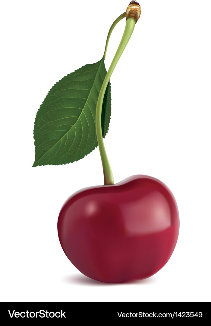 Cherry with leaf Royalty Free Vector Image - VectorStock
