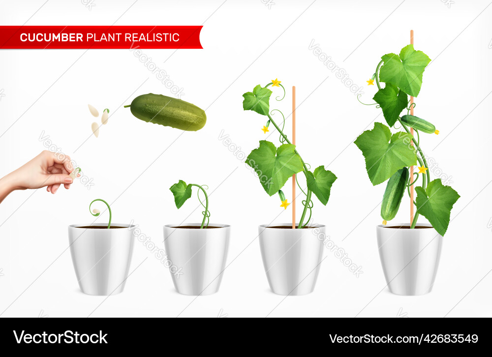 Cucumber planting Royalty Free Vector Image - VectorStock