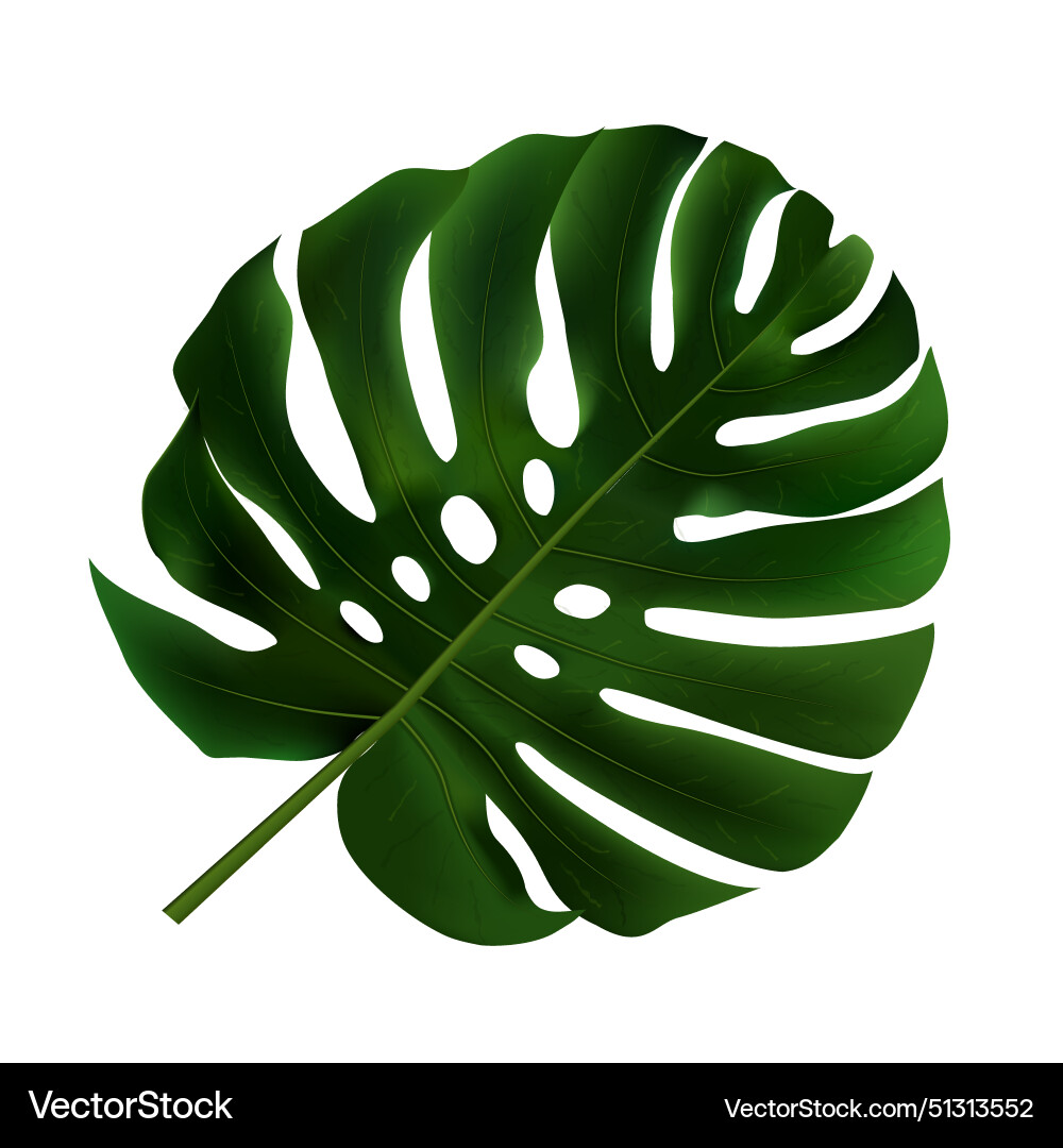 Monstera deliciosa leaf Royalty Free Vector Image