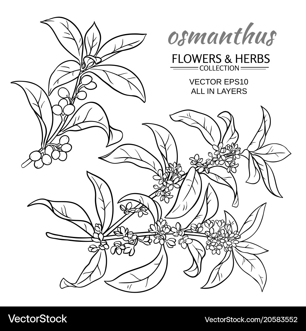Osmanthus set Royalty Free Vector Image - VectorStock