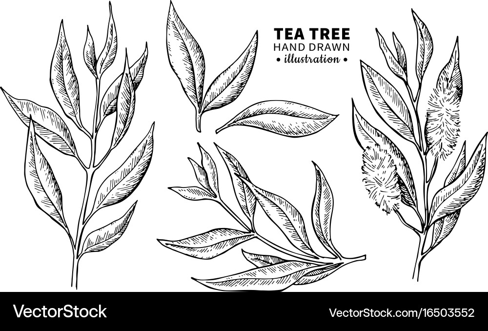 Tea tree drawing isolated vintage Royalty Free Vector Image