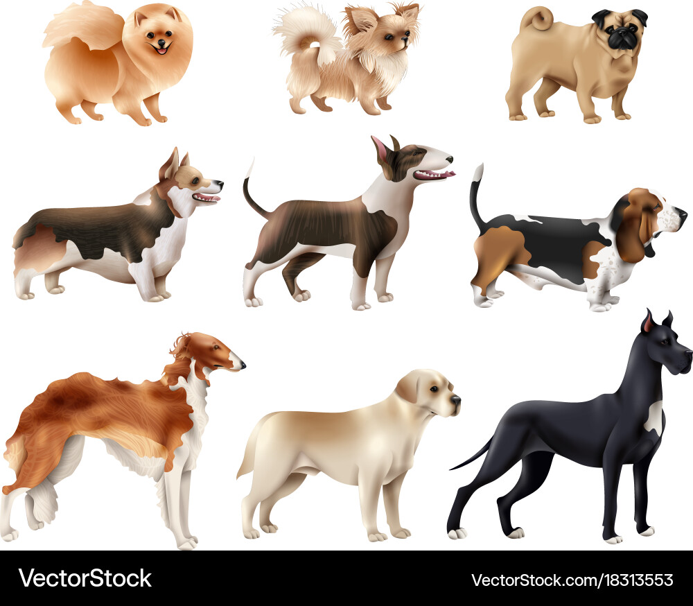 Dog breeds icon set Royalty Free Vector Image - VectorStock