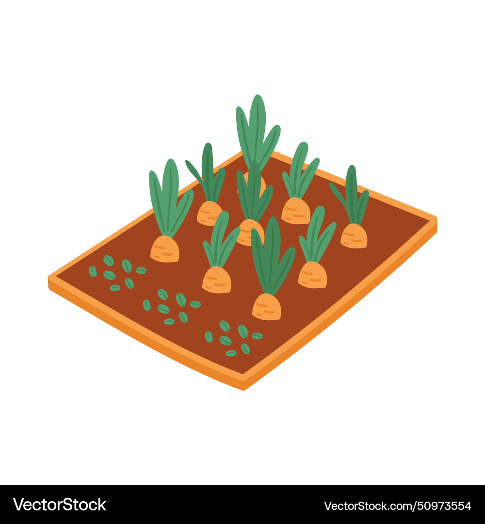 Carrots in farm field Royalty Free Vector Image