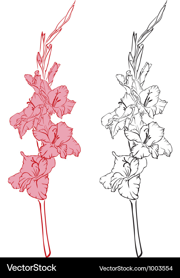 Gladiolus2 Royalty Free Vector Image - VectorStock