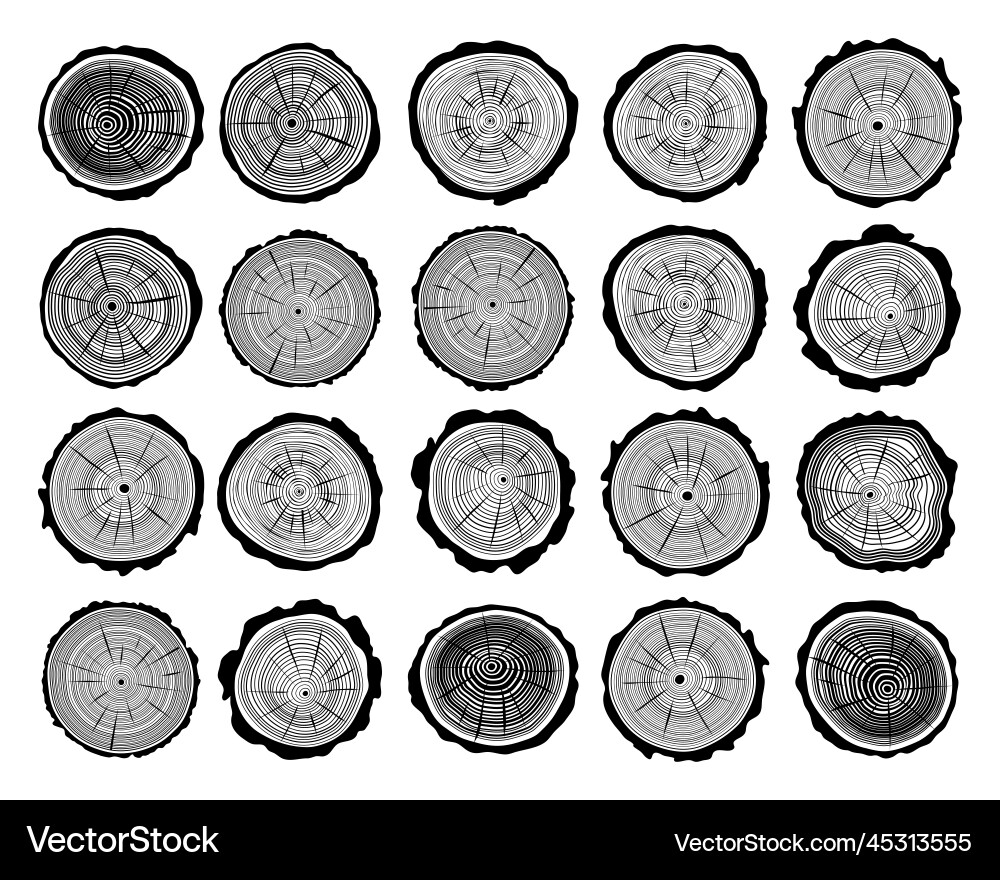 Cross section of the trunk Royalty Free Vector Image