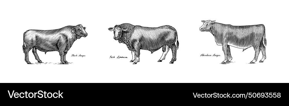 A group of cows standing next to each other Vector Image