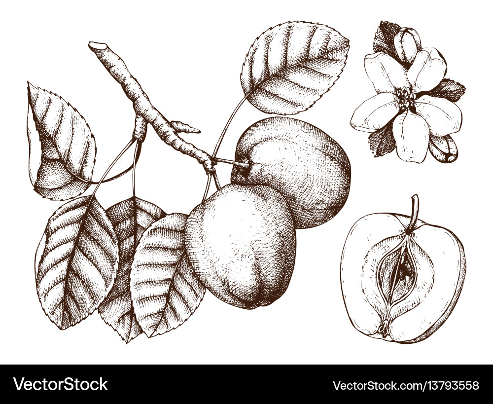 Apple botanical Royalty Free Vector Image - VectorStock