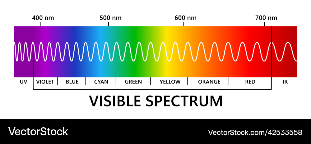 Visible Light Spectrum - UV & Infrared Vector Image