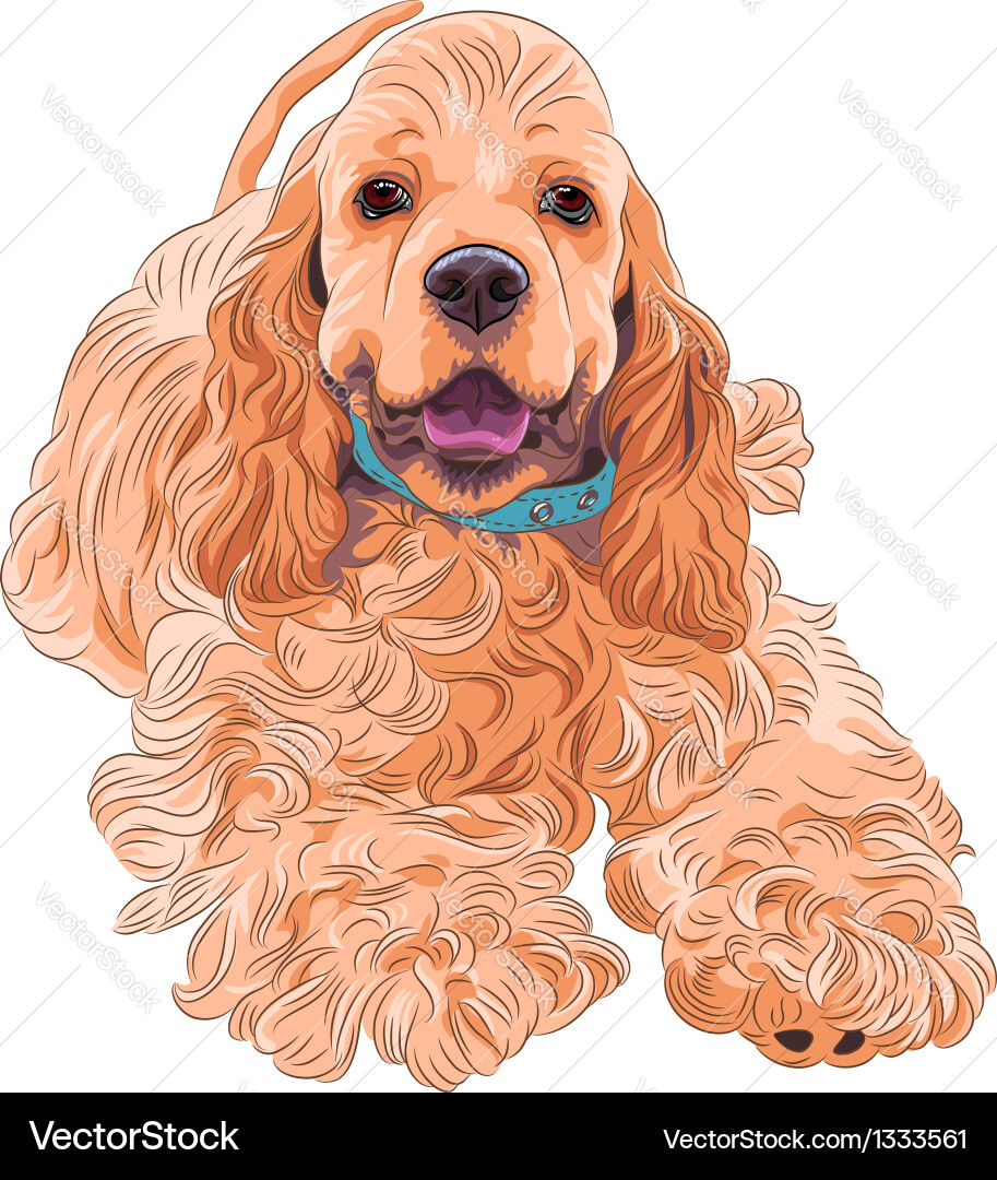 Cute sporting dog breed american cocker spaniel Vector Image