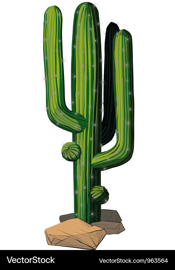 Cactus Royalty Free Vector Image - VectorStock