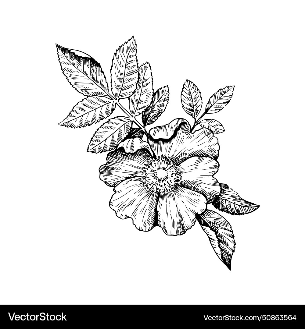 Wild rose black and white in vintage etching Vector Image