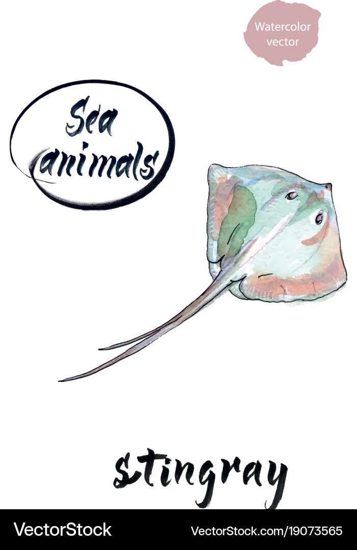 Colorful stingray watercolor Royalty Free Vector Image
