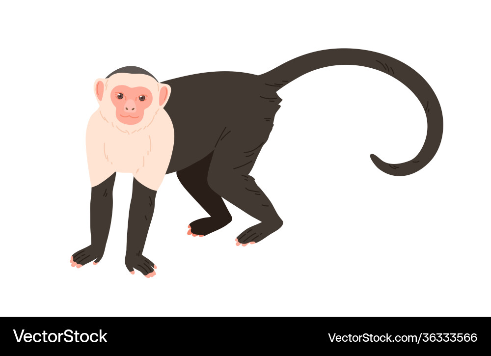 Monkey Shoulder Vector Images (77)