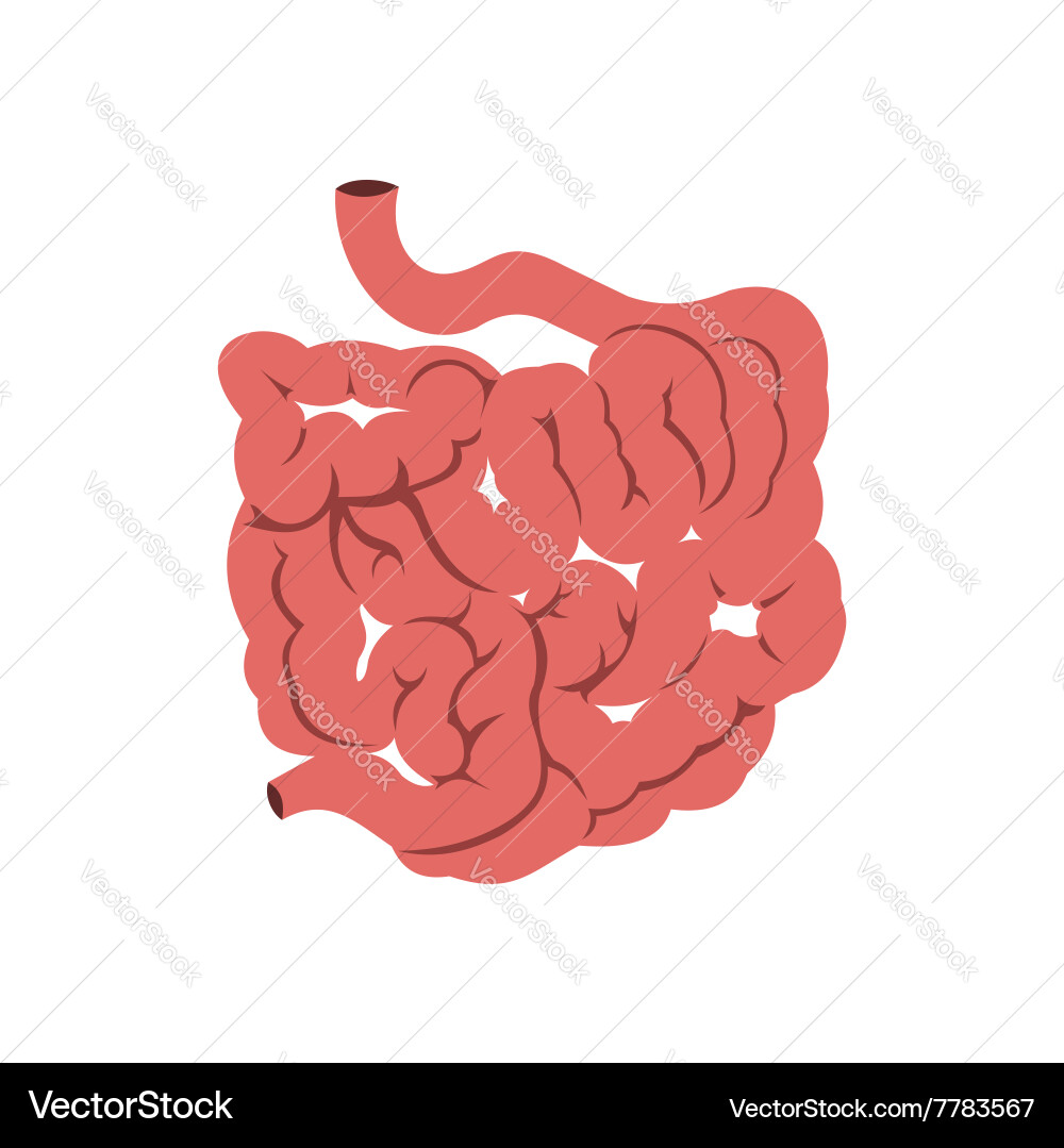 Small intestine icon Royalty Free Vector Image