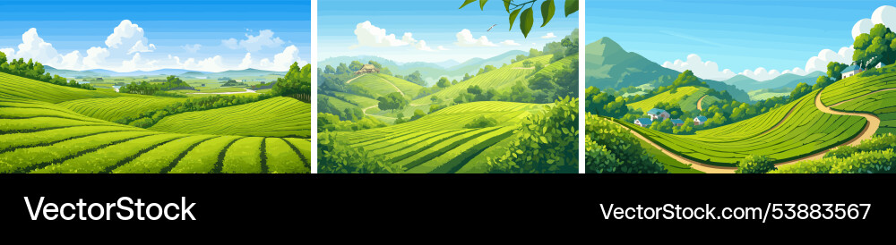 Tea plantation background mountain green Vector Image