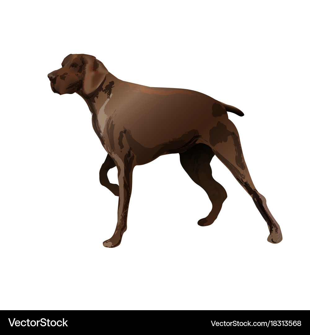 Big hunter dog Royalty Free Vector Image - VectorStock